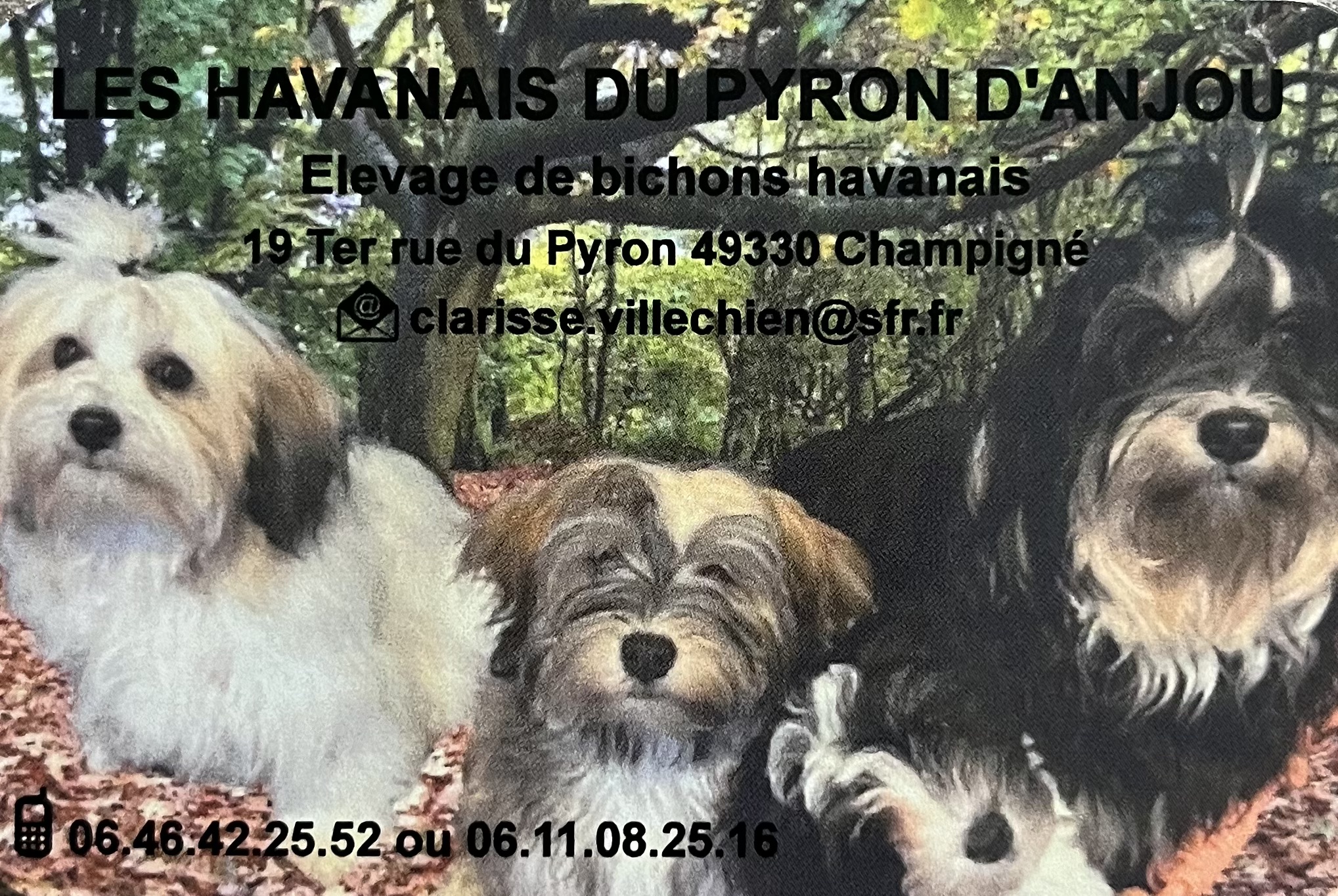 Les Havanais du Pyron d'Anjou – Elevage de bichons havanais